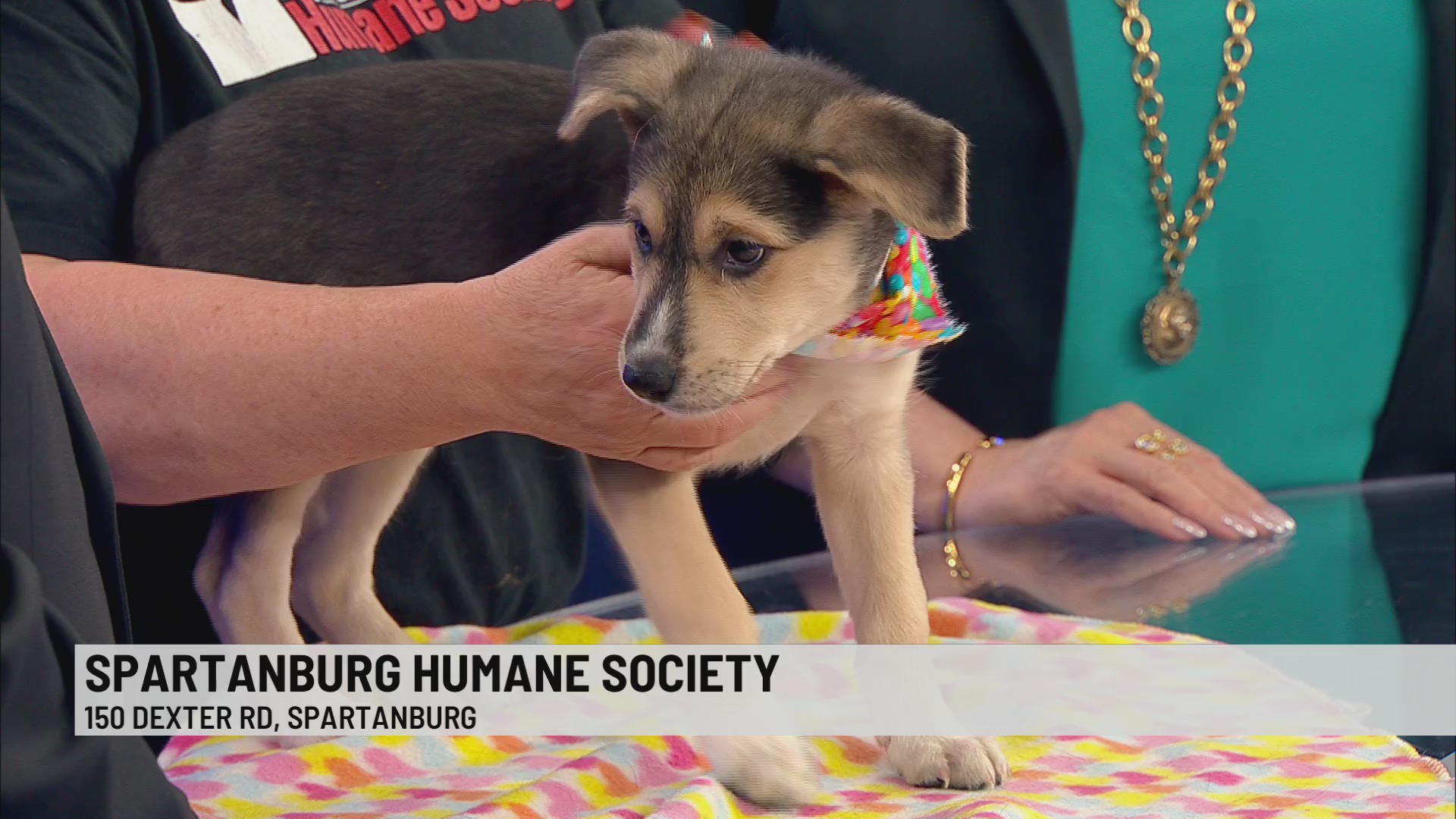 Pet of the week: Carol