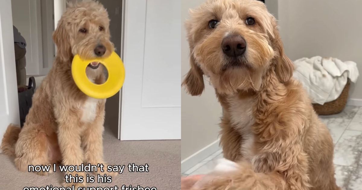 Internet comforts dog who loses his favorite frisbee toy