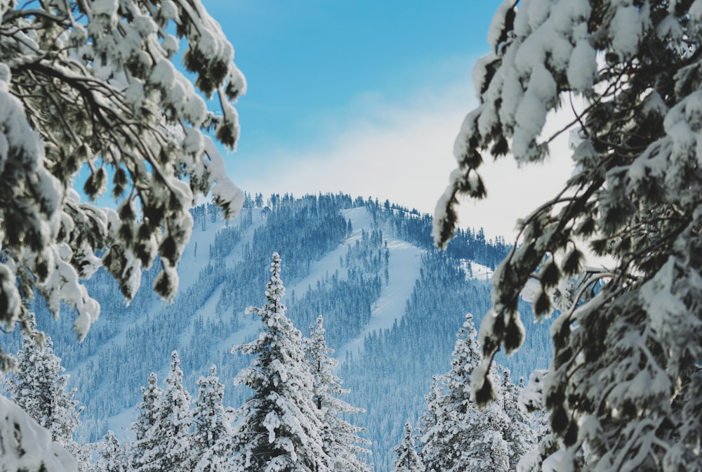 17 reasons to choose a winter vs summer cruise escape