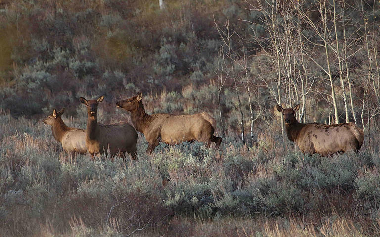 Want to hunt local elk or deer? Application period opens soon, DWR says