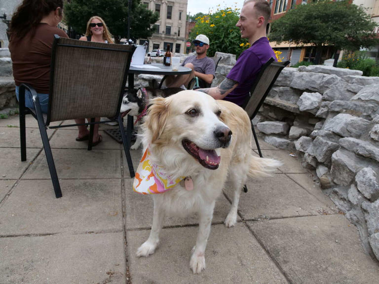 Downtown Alton Pup Crawl draws hundreds for treats, drinks and dog ...