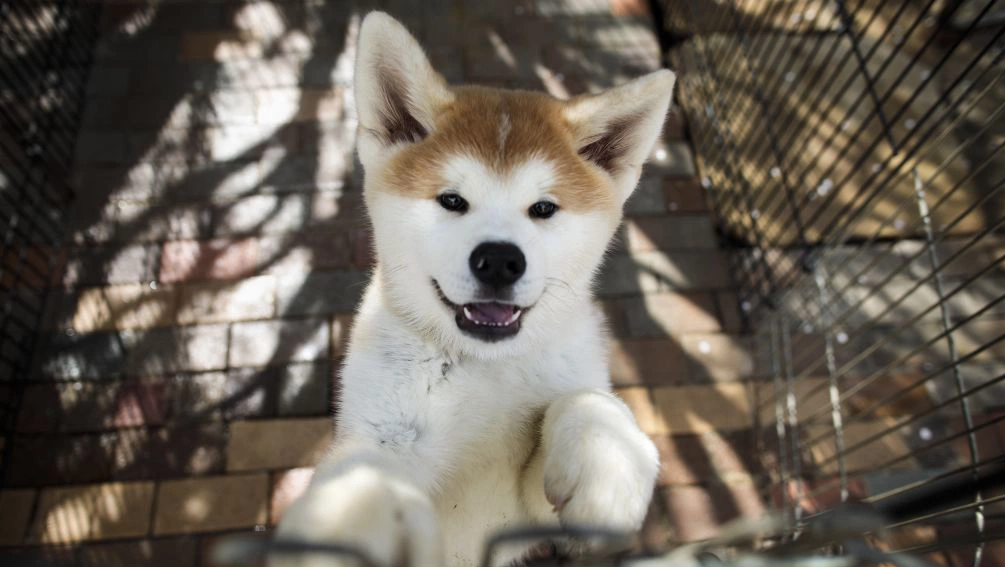 Living with the loyal American Akita