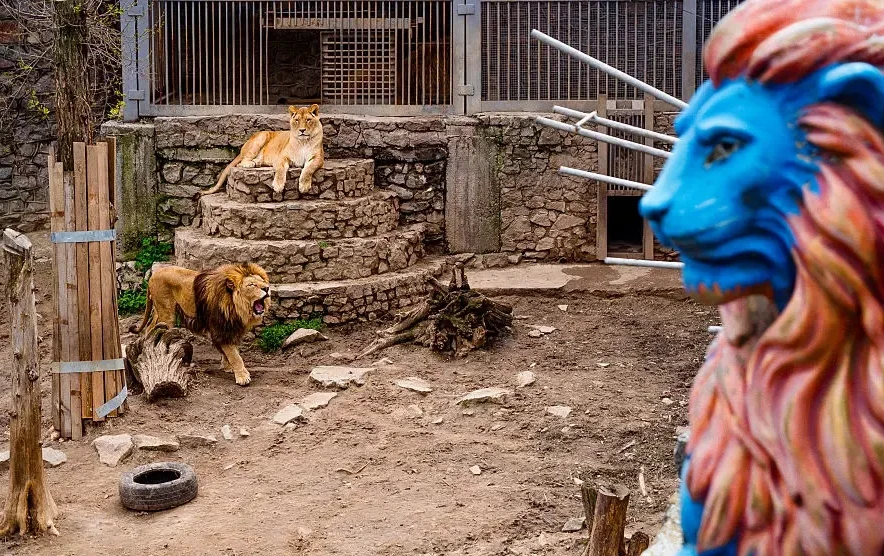 Why animals act strangely in captivity