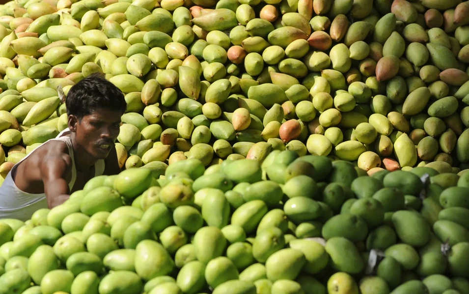 San Francisco mango party draws 200 for Indian fruit feast