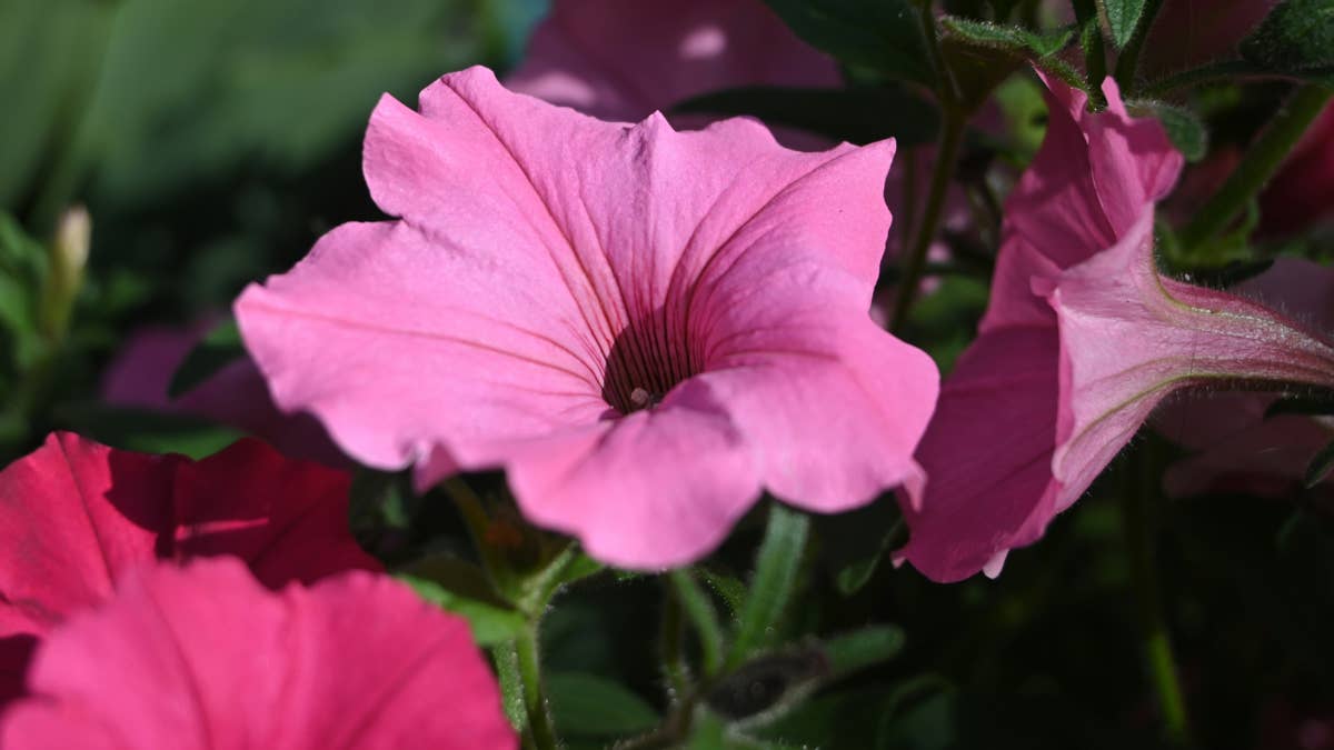 Learn the right way to deadhead petunias for more blooms