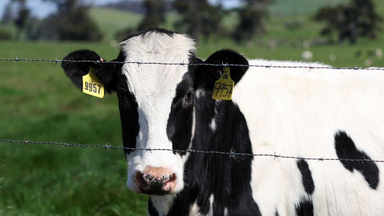 Driver rescued after hitting cows, rolling truck in Kandiyohi County crash