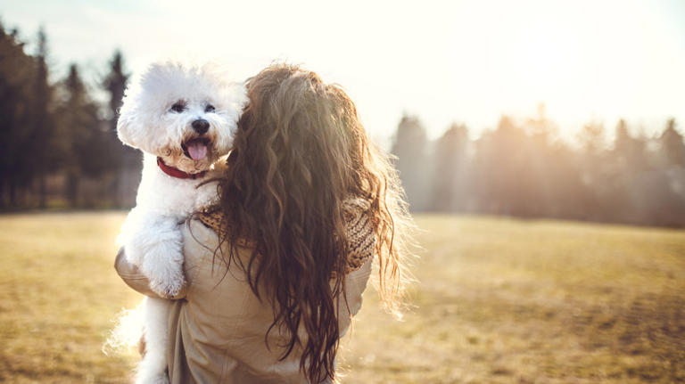 Senior bichon frise's hilarious post-nap facial expression is all too ...