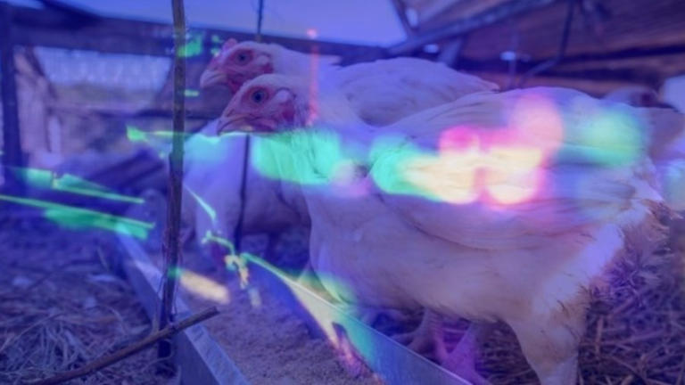25 arrested, SPCA breaks up chicken fight in progress