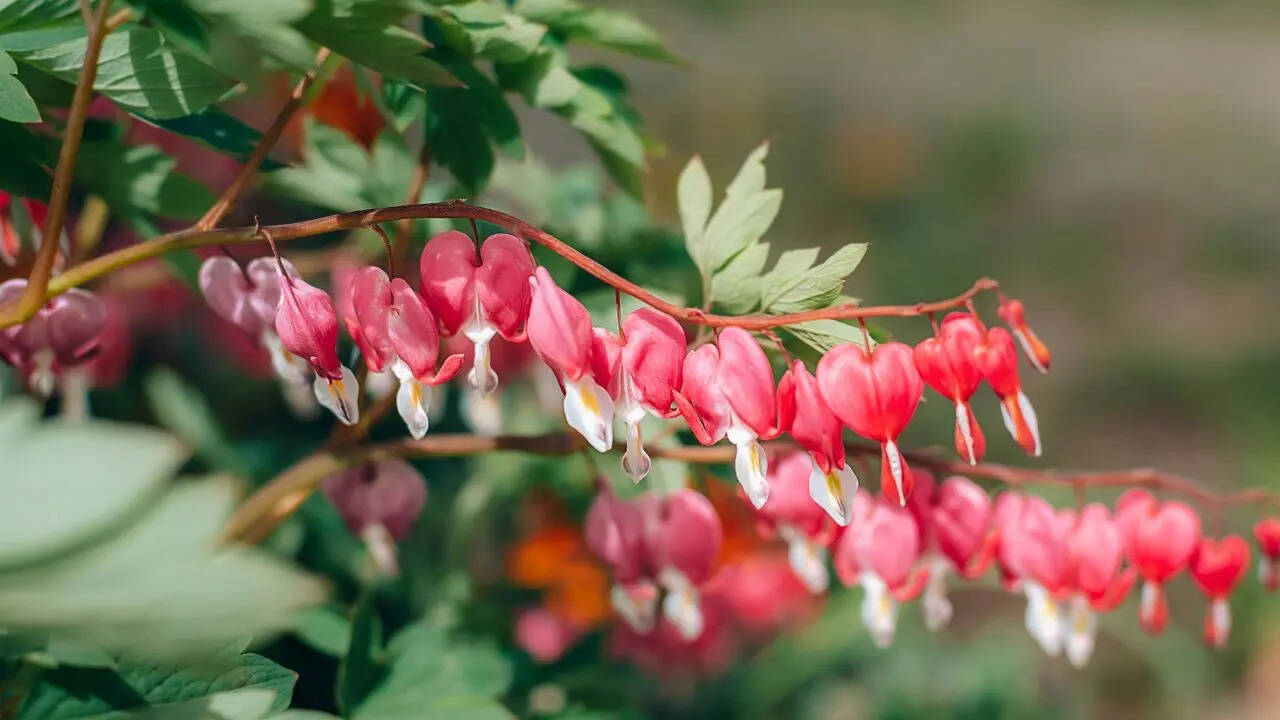 The low-light garden: 5 plant varieties that bloom without the sun