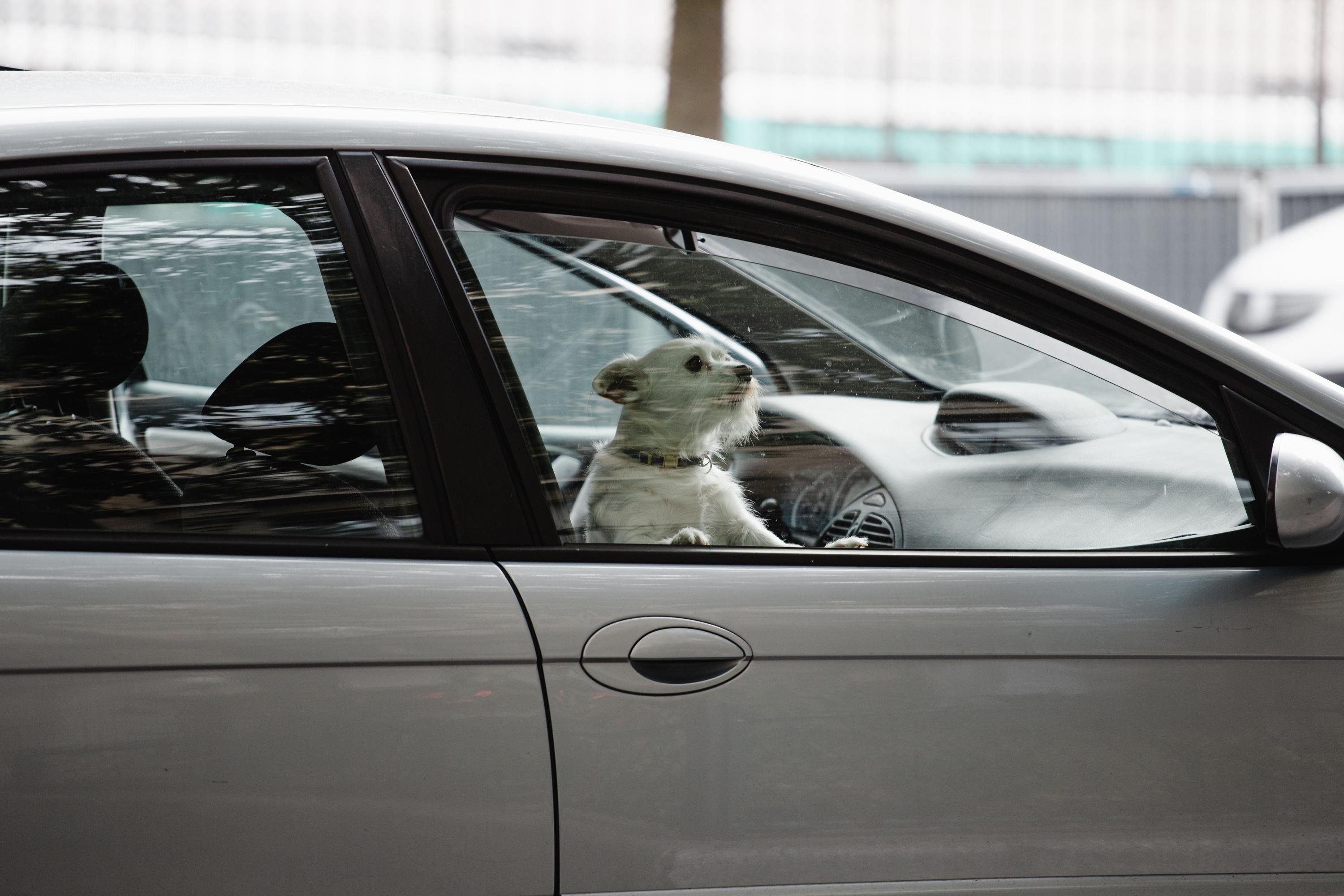 Abandonné dans une voiture en plein soleil par sa propriétaire partie à ...