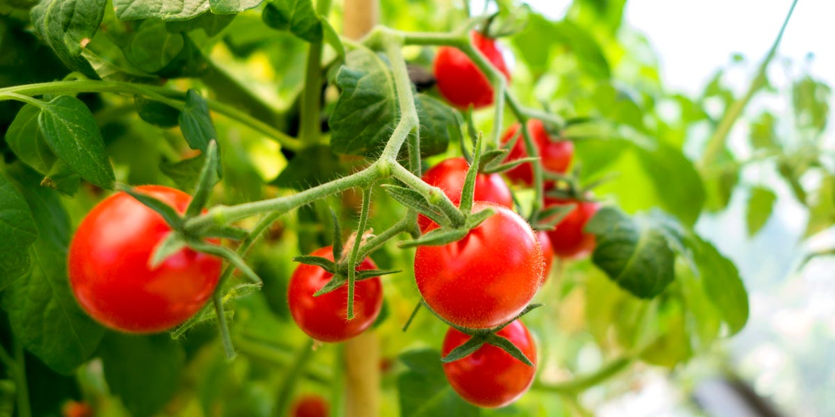 How to grow your own salsa garden for the freshest ingredients