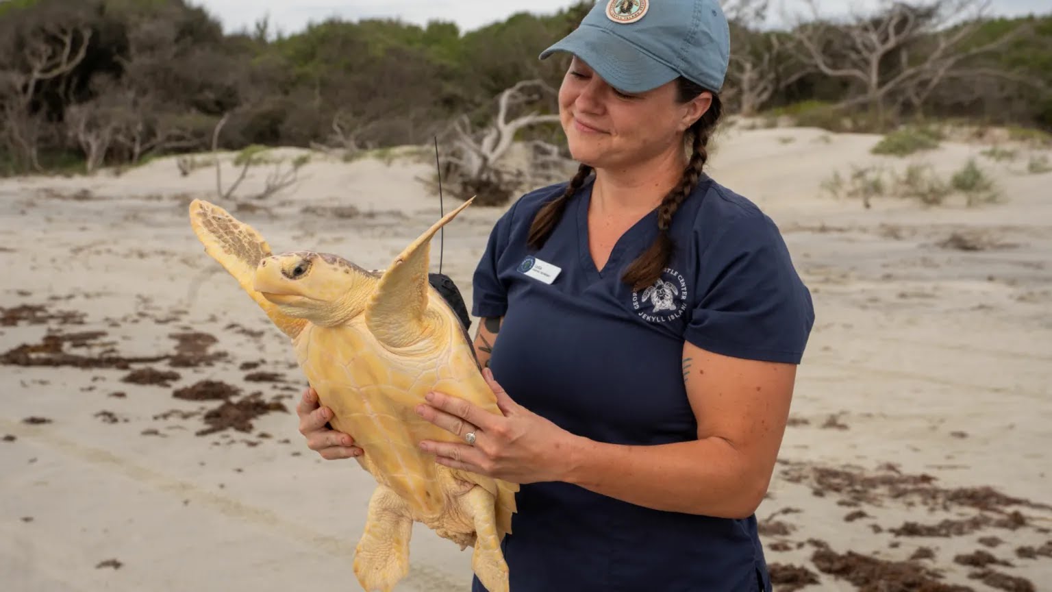 A rare hybrid sea turtle was released back into the ocean after a ...