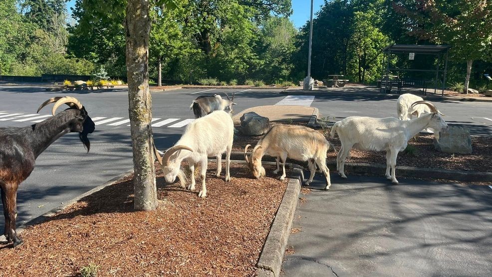 Baa-d to the bone: dozen goats wander into Tigard business center