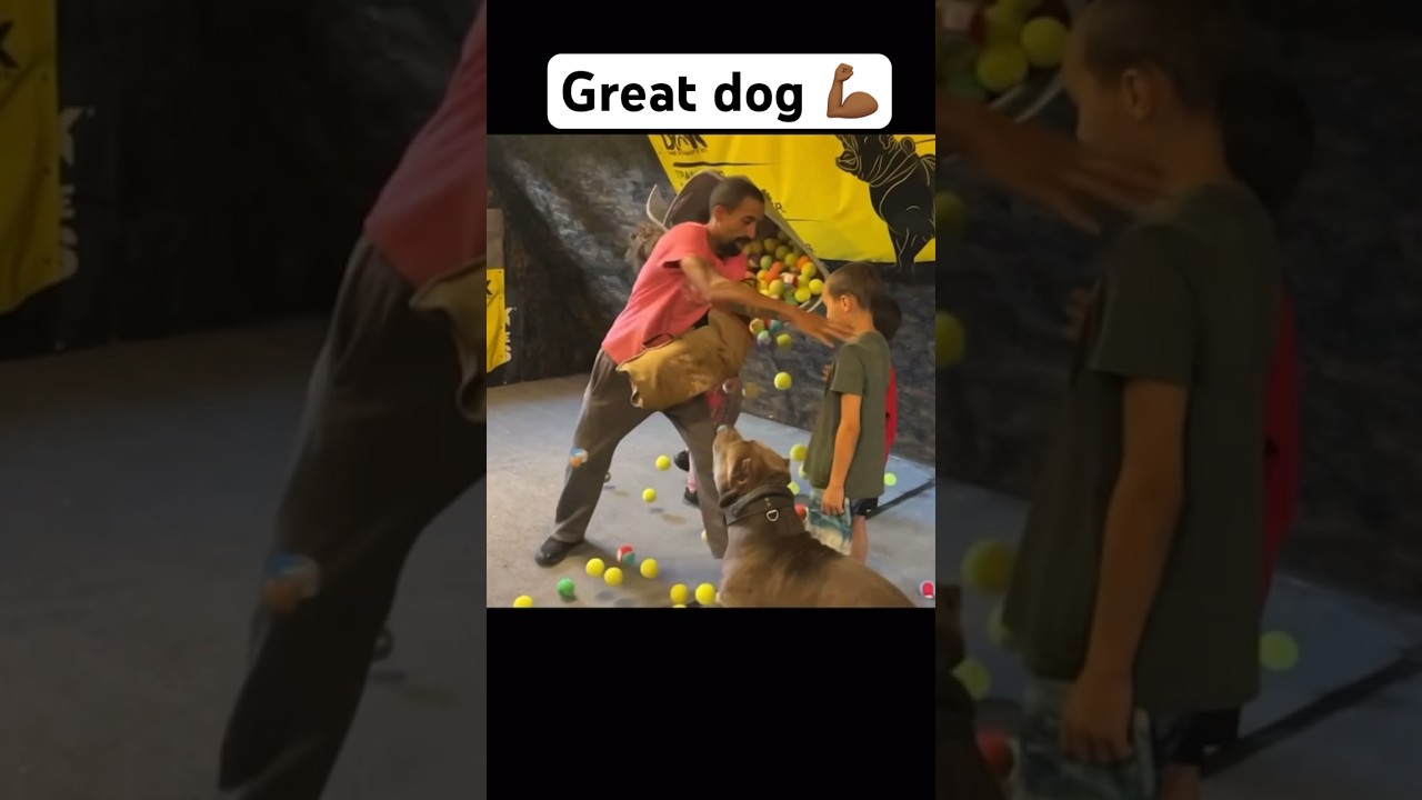 The perfect family dog for children