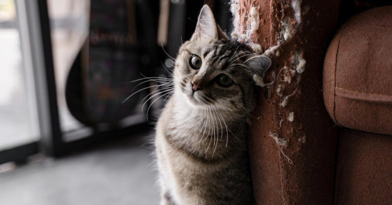 ¿Qué sofás son resistentes a gatos? Los mejores tejidos para aguantar ...