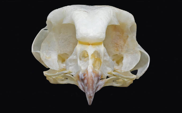 The secret to a barn owl’s deadly night hunting is hidden in its feathers