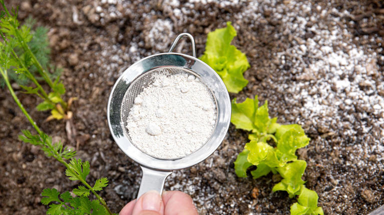 Say goodbye to ground wasps with a natural solution they can't stand