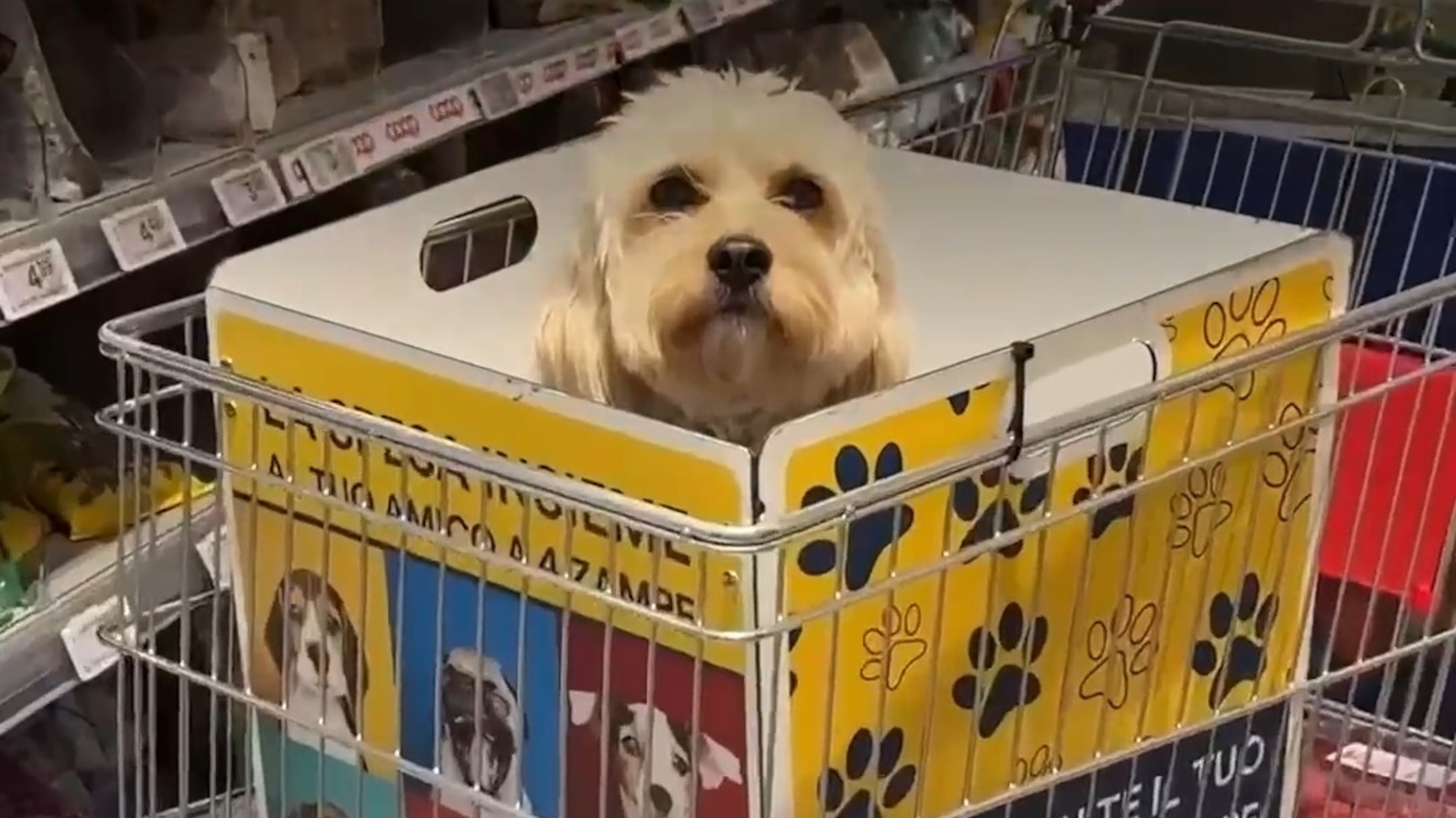 Italian grocery store equips shopping carts with special boxes for pets