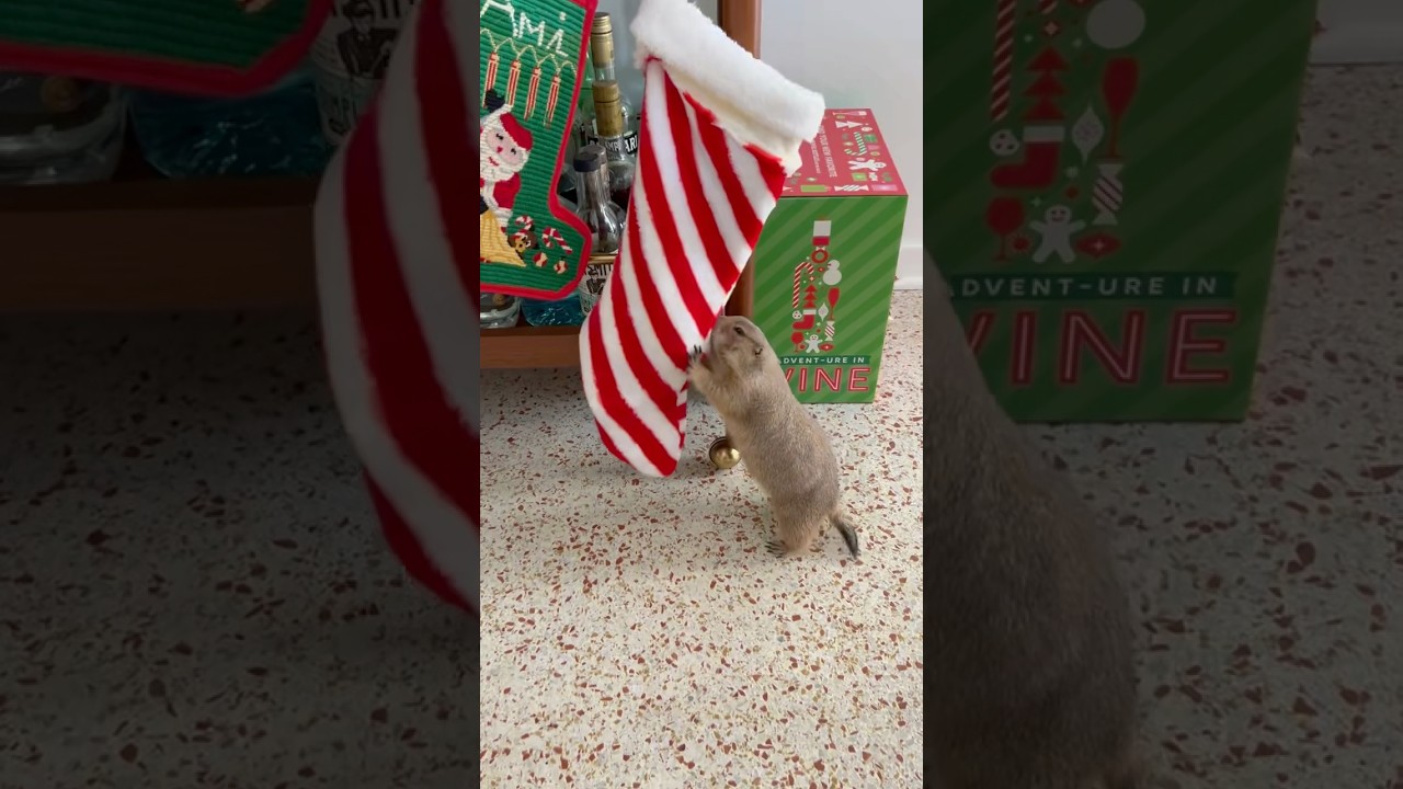 This prairie dog demands the biggest holiday stocking