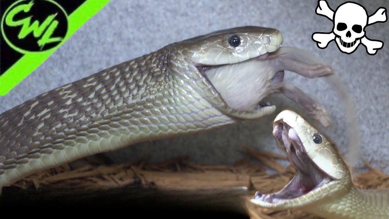 Coby the 10-foot black mamba