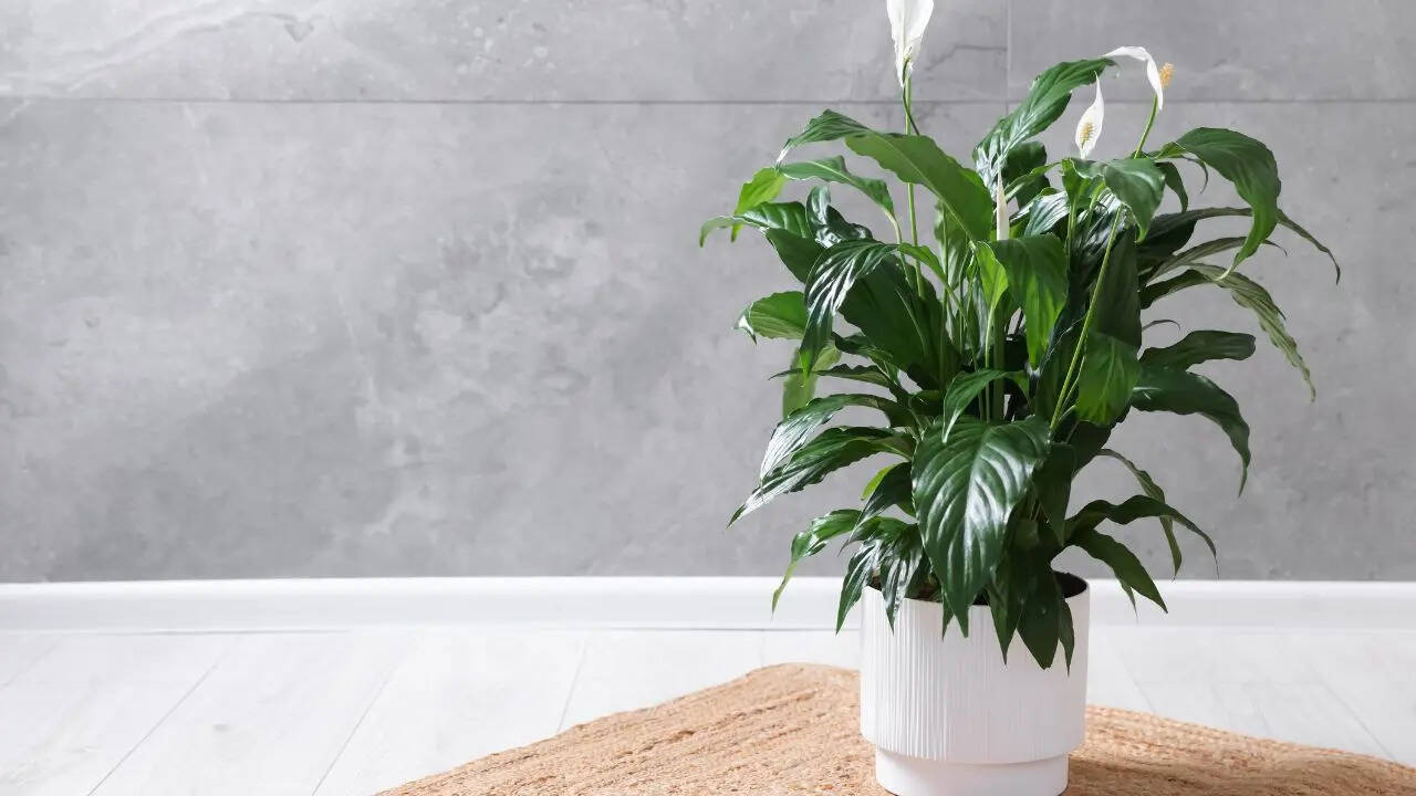 The low-light garden: 5 plant varieties that bloom without the sun