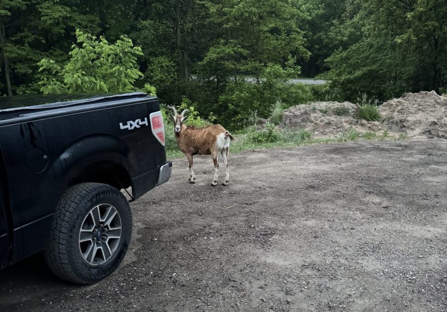 Goat on the loose in Wisconsin, sheriff’s office seeking owner
