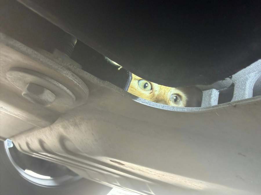 Kitten rescued from inside Brazos County Sheriff’s Office vehicle
