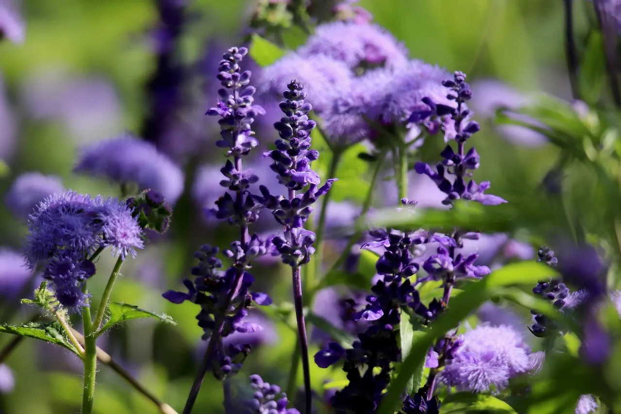 5 perennial flowers that bloom beautifully from early spring until the ...