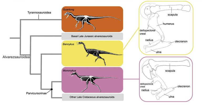 Tiny-armed alvarezsauroid dinosaurs might have been insect eaters ...