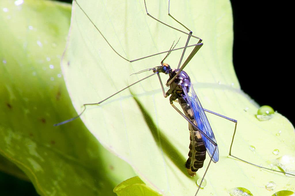 Google plans to release 32 million mosquitoes in California and Florida