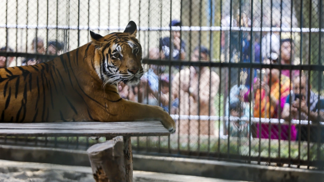 Why animals act strangely in captivity