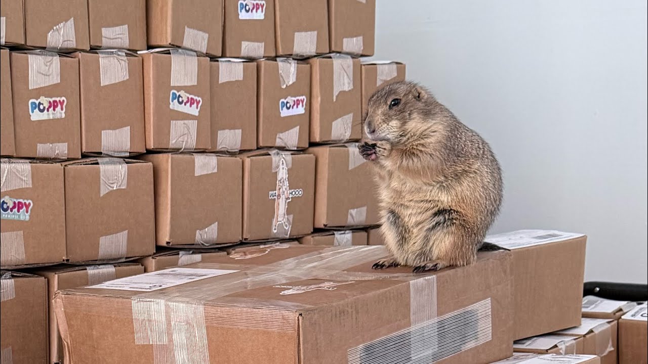 A "Wahoo Wednesday" where plushies get shipped out