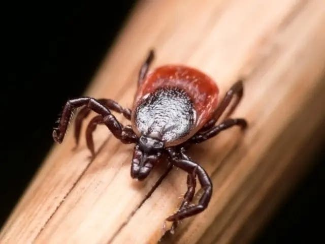 Tick disease rates rising in Montgomery Co.: Latest statistics