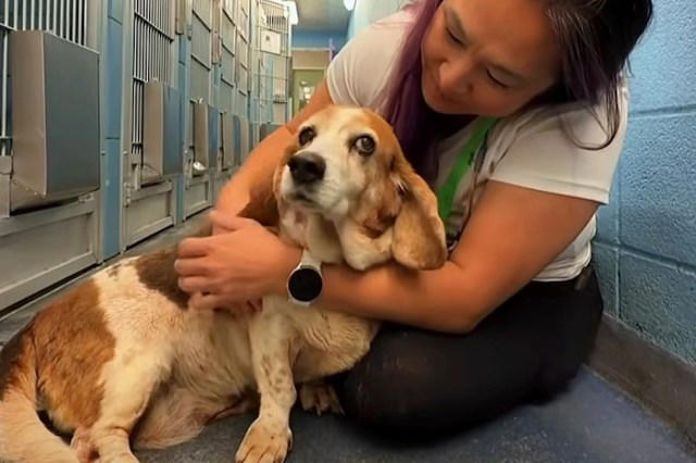 Senior dog ends up back at the same shelter 12 years later, and ...