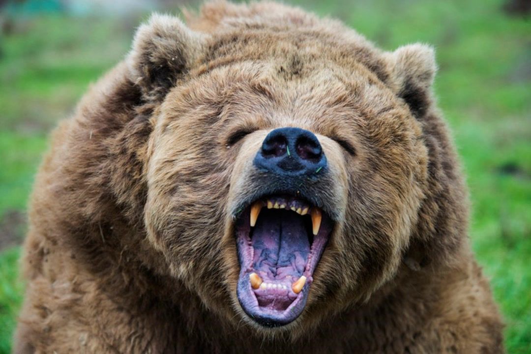Bear attacks force Glacier trail closure