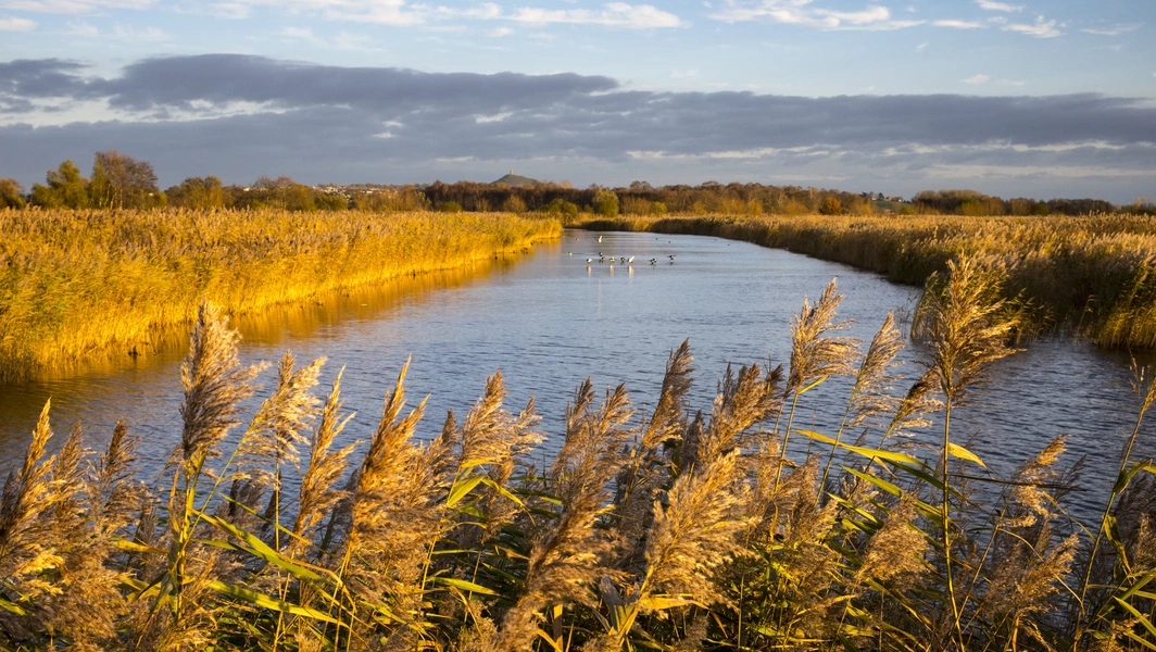 Somerset rewilding farm sees bird species soar to 94 in 3 years