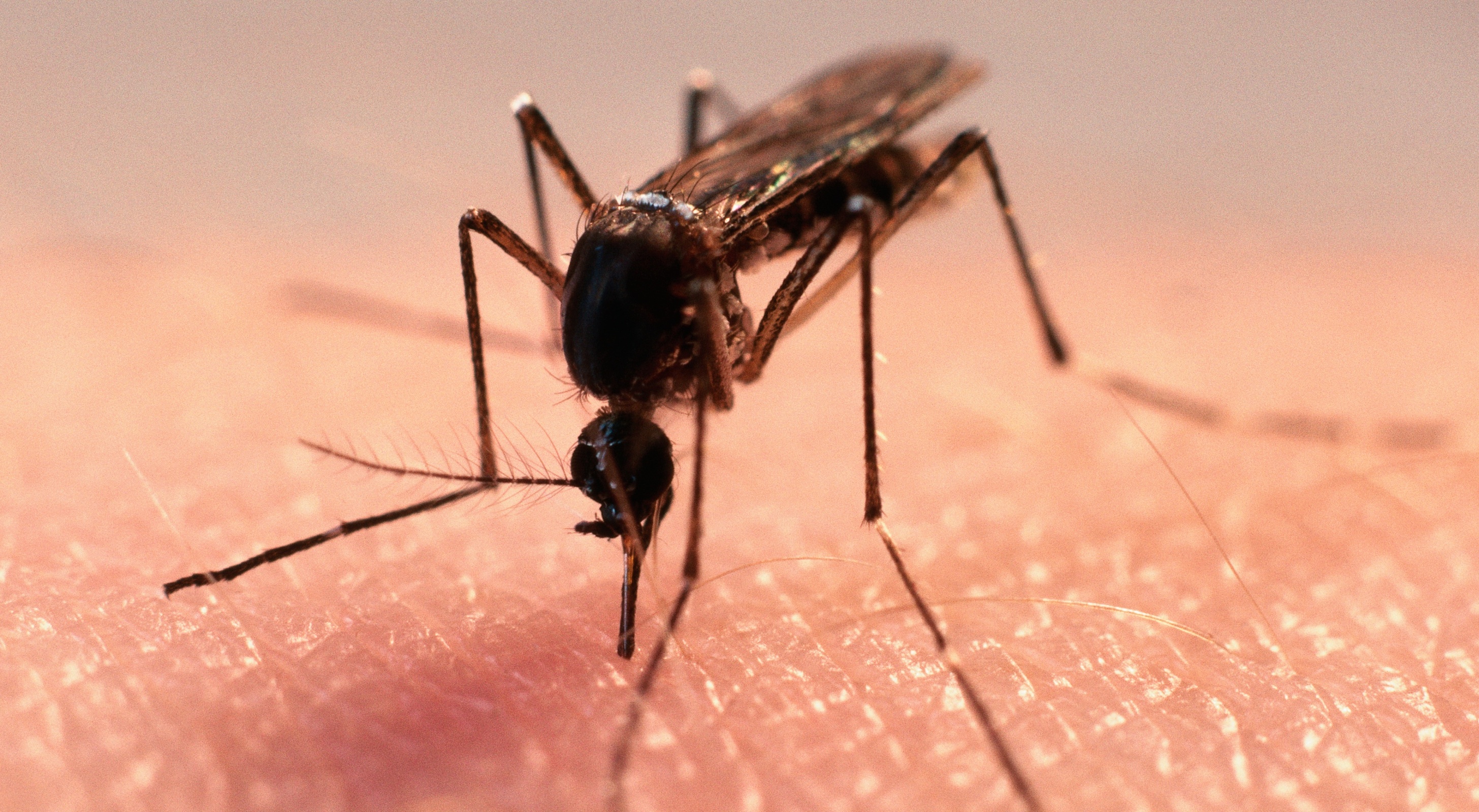 Google's parent company wants to release 32 million lab-altered ...