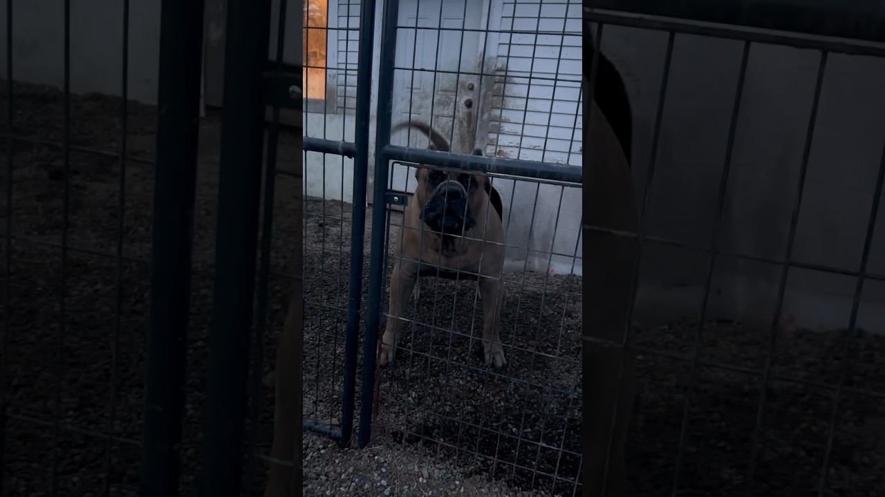 This guard dog sounds just like a lion