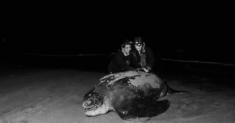 Scientists fit tracking device onto 2,000-pound sea turtle to protect ...