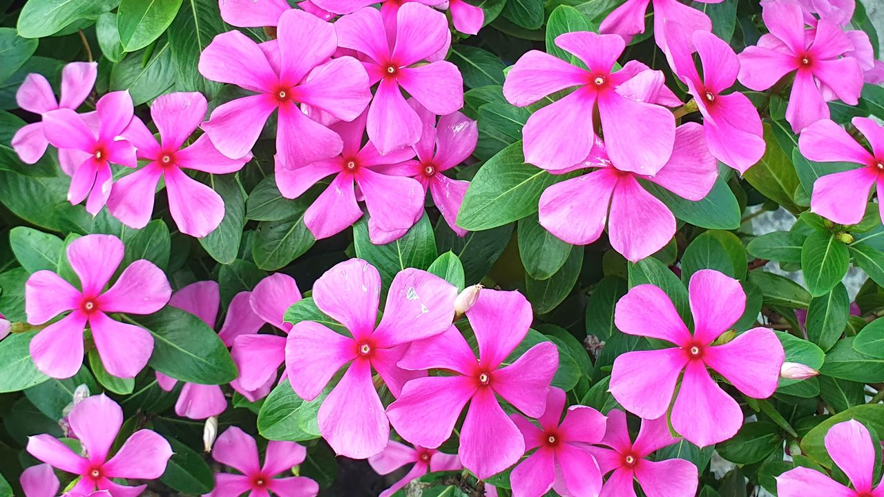 6 heat tolerant trailing container plants that won’t fail – they even ...