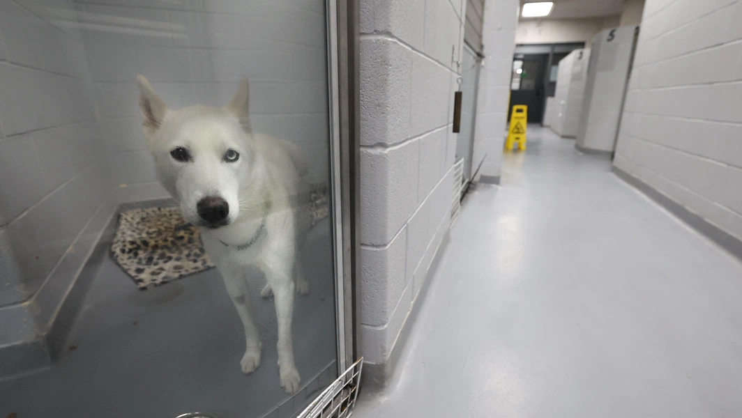 Rescue dogs and the humans they heal