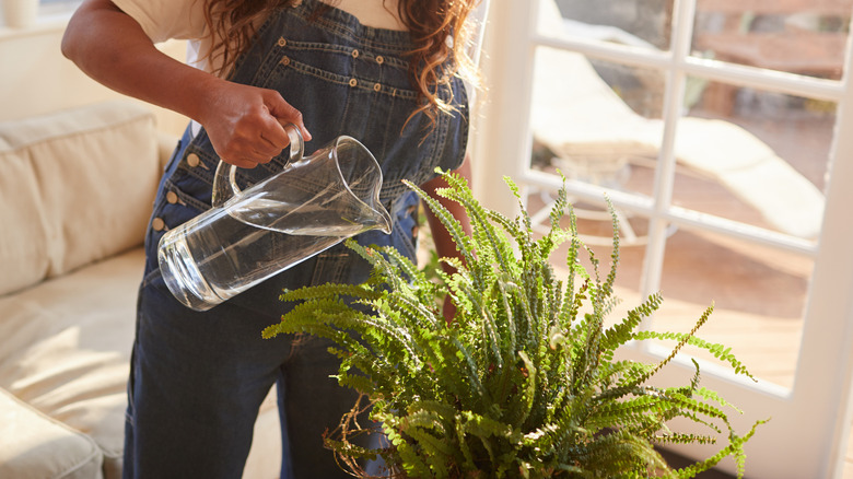 Stop wasting your empty milk jugs — turn them into a drip tray for plants