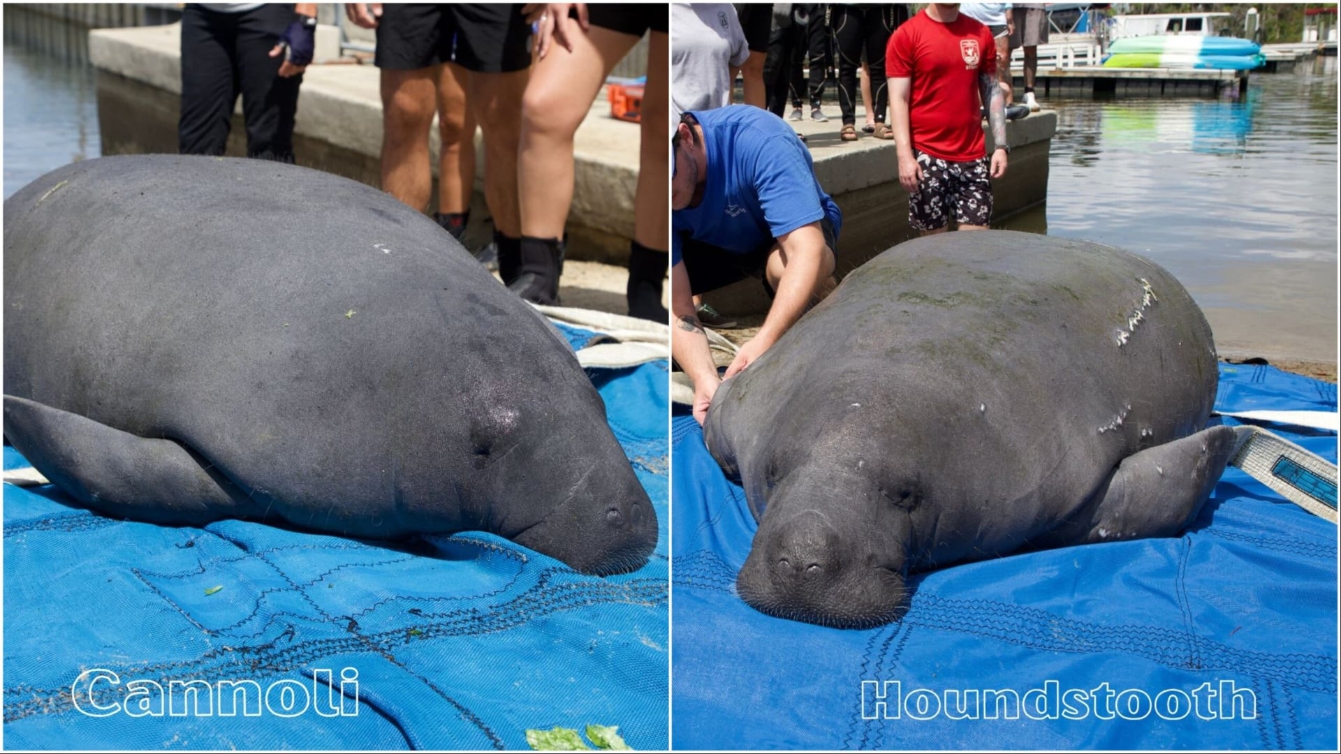 SeaWorld Orlando rehabilitates rescued manatees Houndstooth and Cannoli