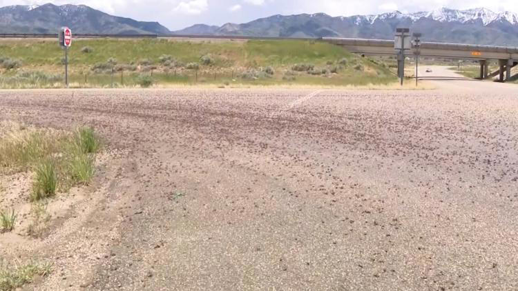 Mormon crickets return: Summer brings insects back to Idaho, Oregon roads