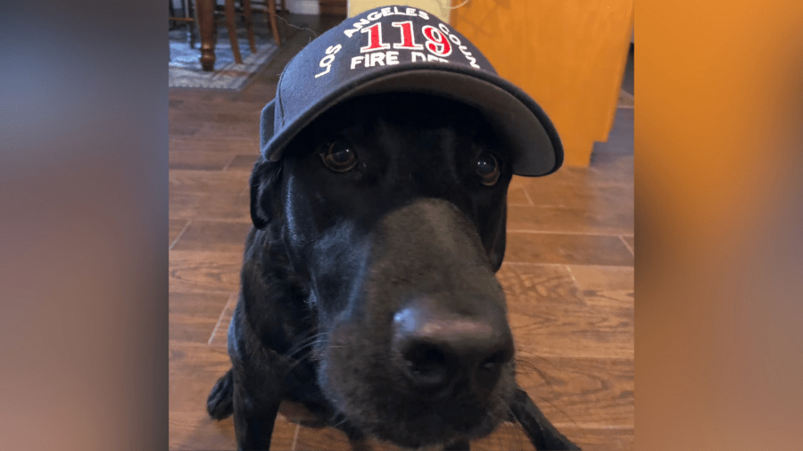 Trailblazing, long-serving LA County Fire Department K9 dies