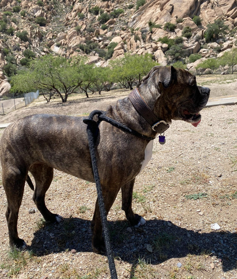 A cross-country road trip with my dog pulled me out of a post-divorce funk