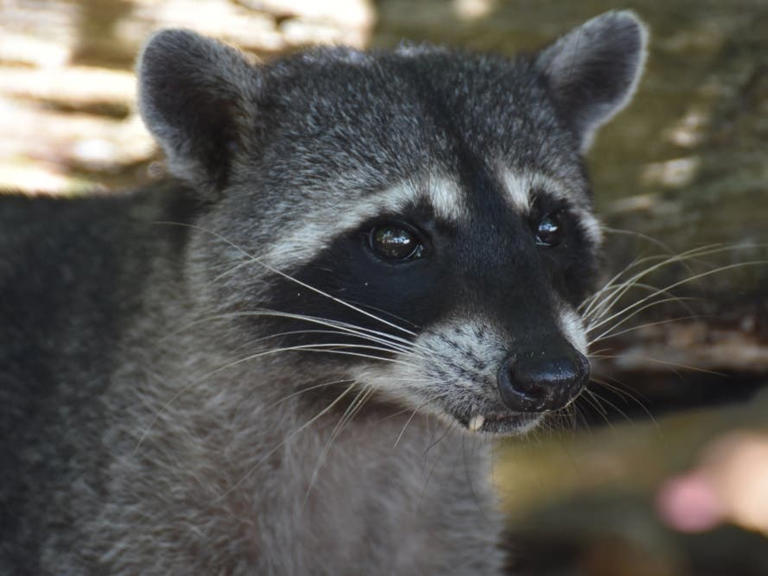 Raccoon that attacked dog and owner in Potomac Yard tests positive for ...
