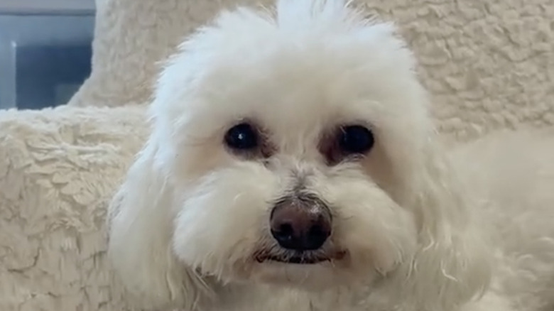 Senior bichon frise's hilarious post-nap facial expression is all too ...