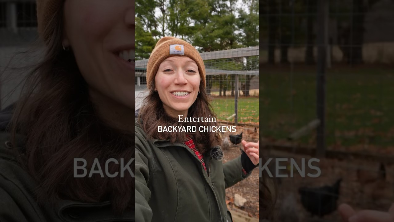 Entertain backyard chickens with simple enrichment ideas
