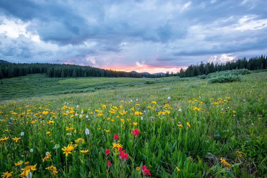 5 perennial flowers that bloom beautifully from early spring until the ...
